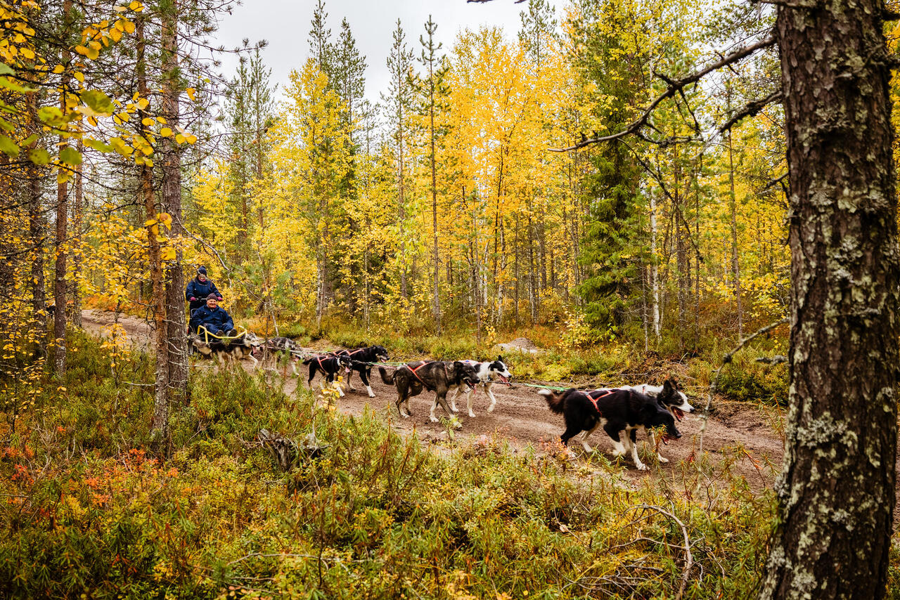 Running with the pack – Husky Kennel visit with 3 KM husky tour
