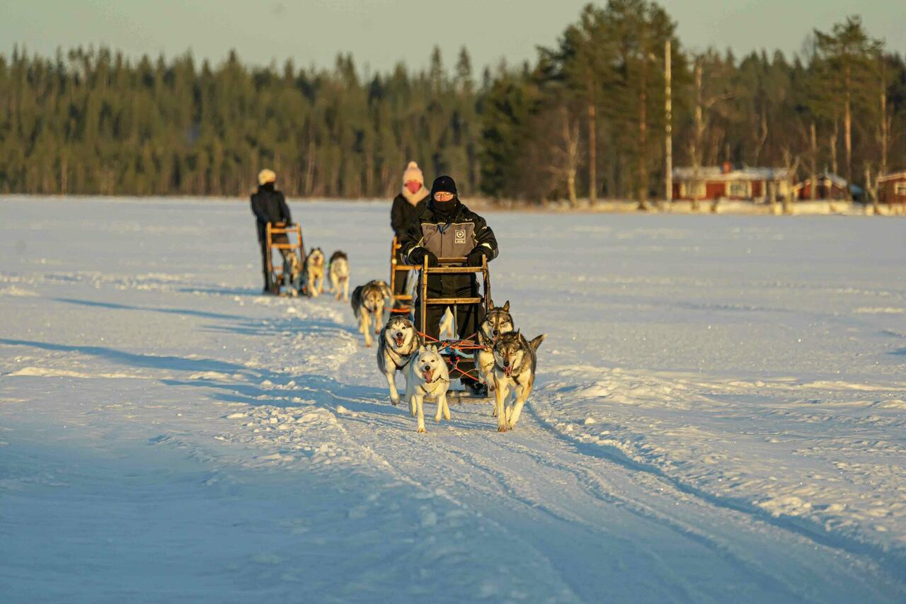 Husky Adventure with 10km sled ride in Levi