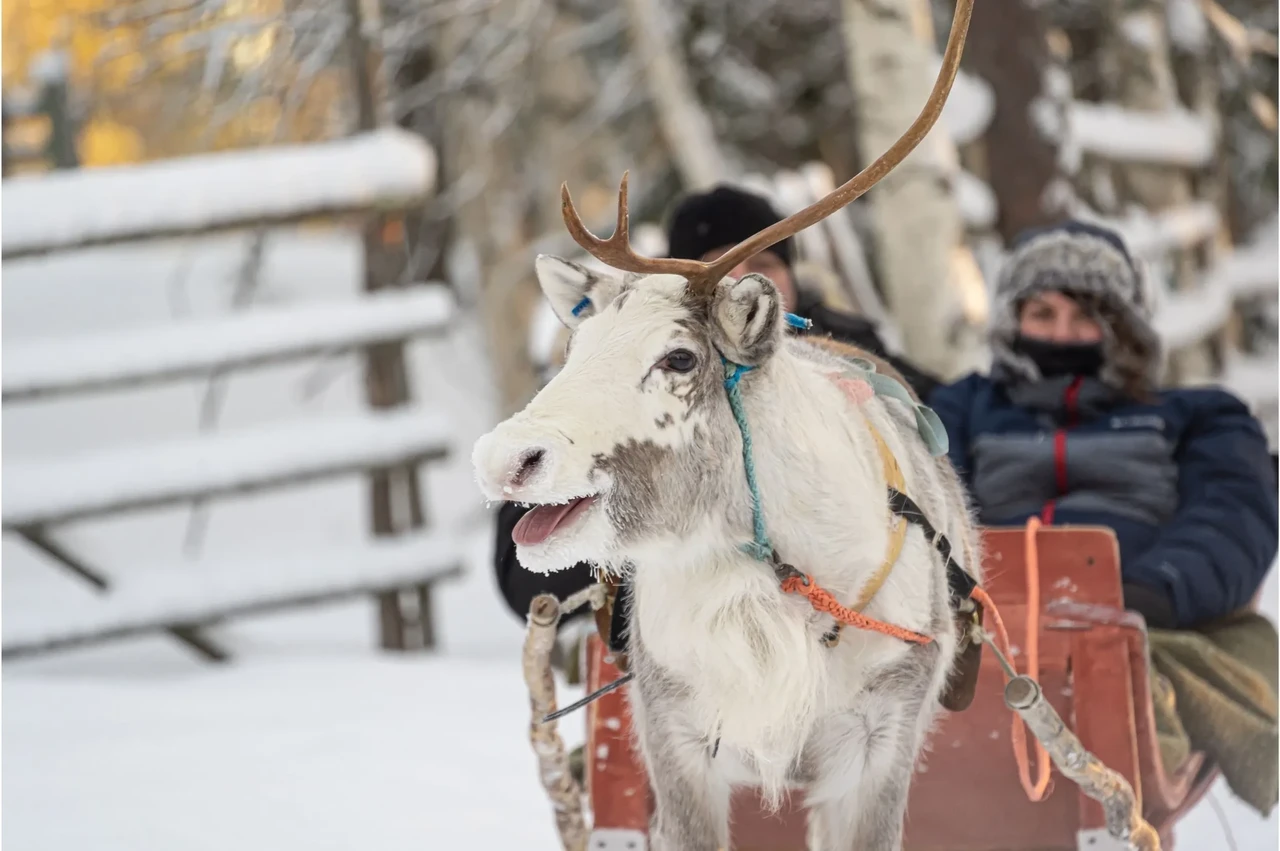 Authentic Reindeer Sled Ride with Photographer in Levi